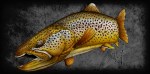 Leopard Brown Trout – NICK LAFERRIERE