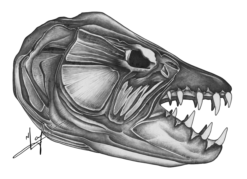 Goliath Tigerfish Skull | NICK LAFERRIERE