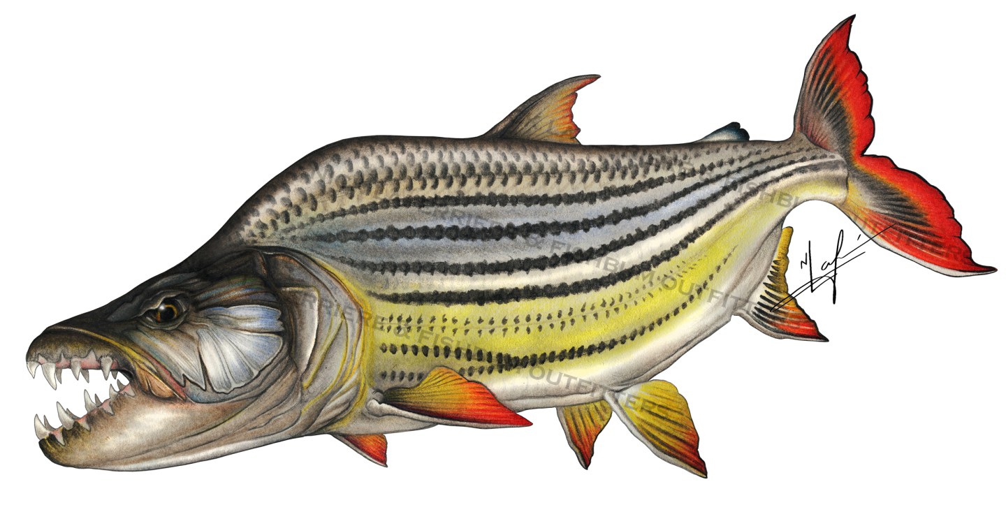 Commissioned Tigerfish – NICK LAFERRIERE