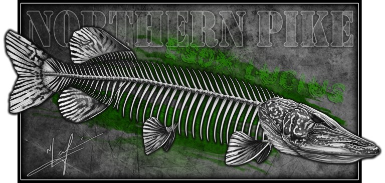 Northern Pike Skeleton – NICK LAFERRIERE