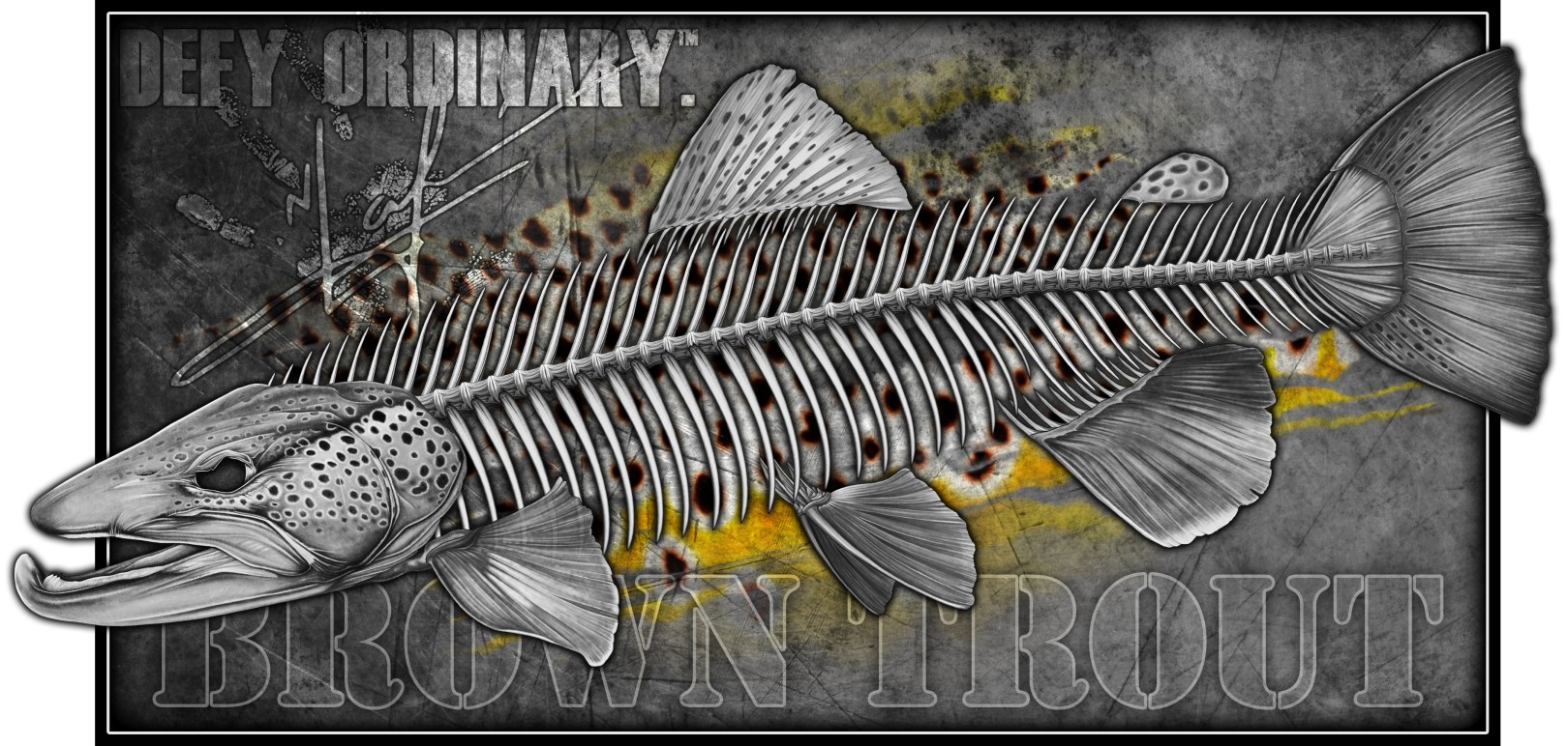 Brown Trout Skeleton | NICK LAFERRIERE