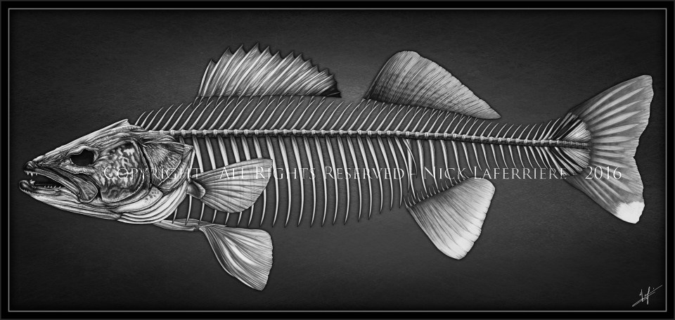 Walleye Skeleton | NICK LAFERRIERE